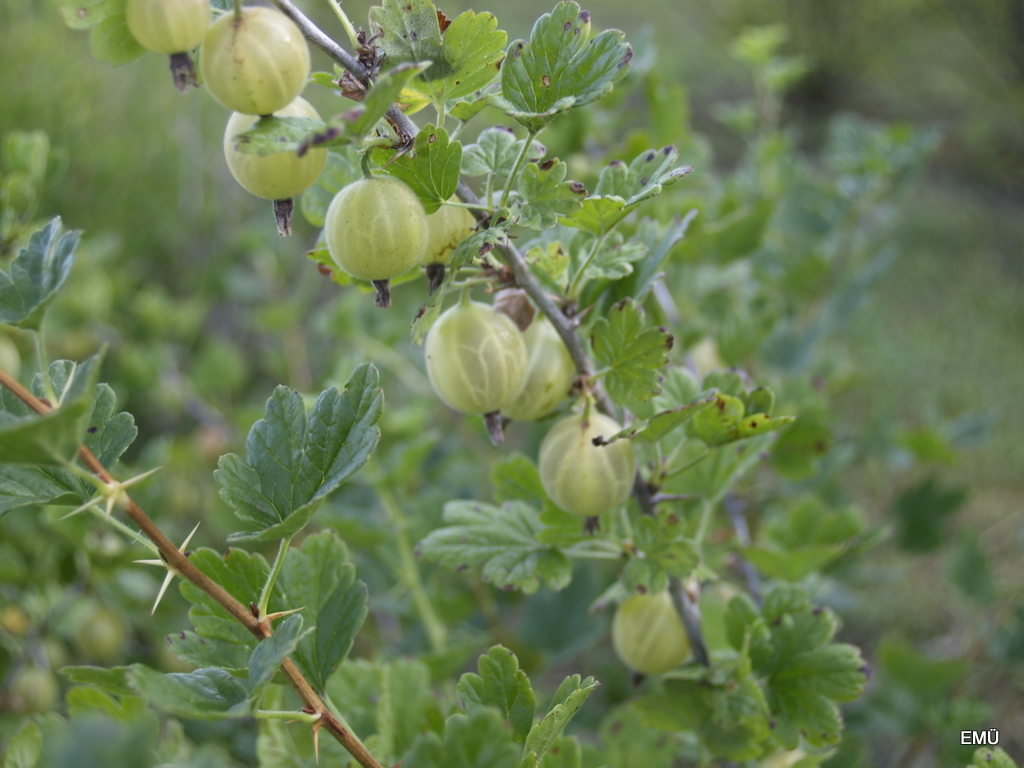 Lepaan valio - Karusmari - Ribes uva-crispa L. Sordivaramu.ee