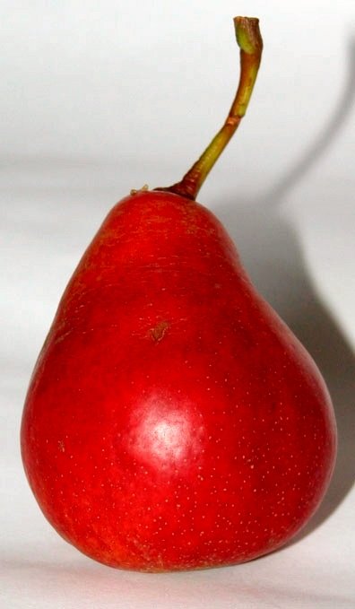 Polli punane - Pirn - Pyrus communis L. Sordivaramu.ee