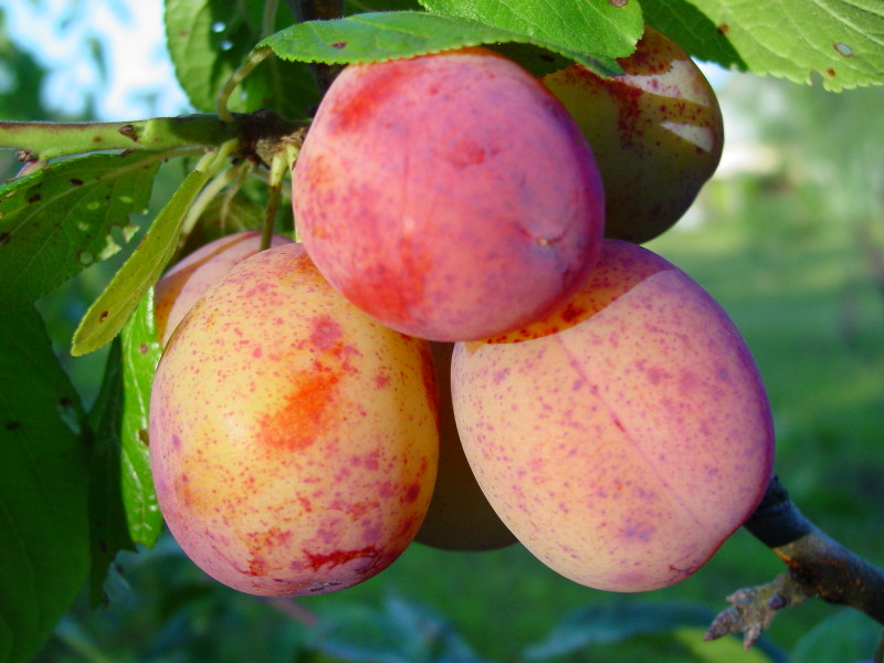 Tartu Punane - Wikipedia, la enciclopedia libre